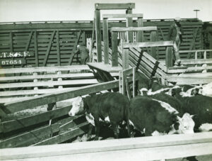 Four Sixes Brands - 6666 Ranch