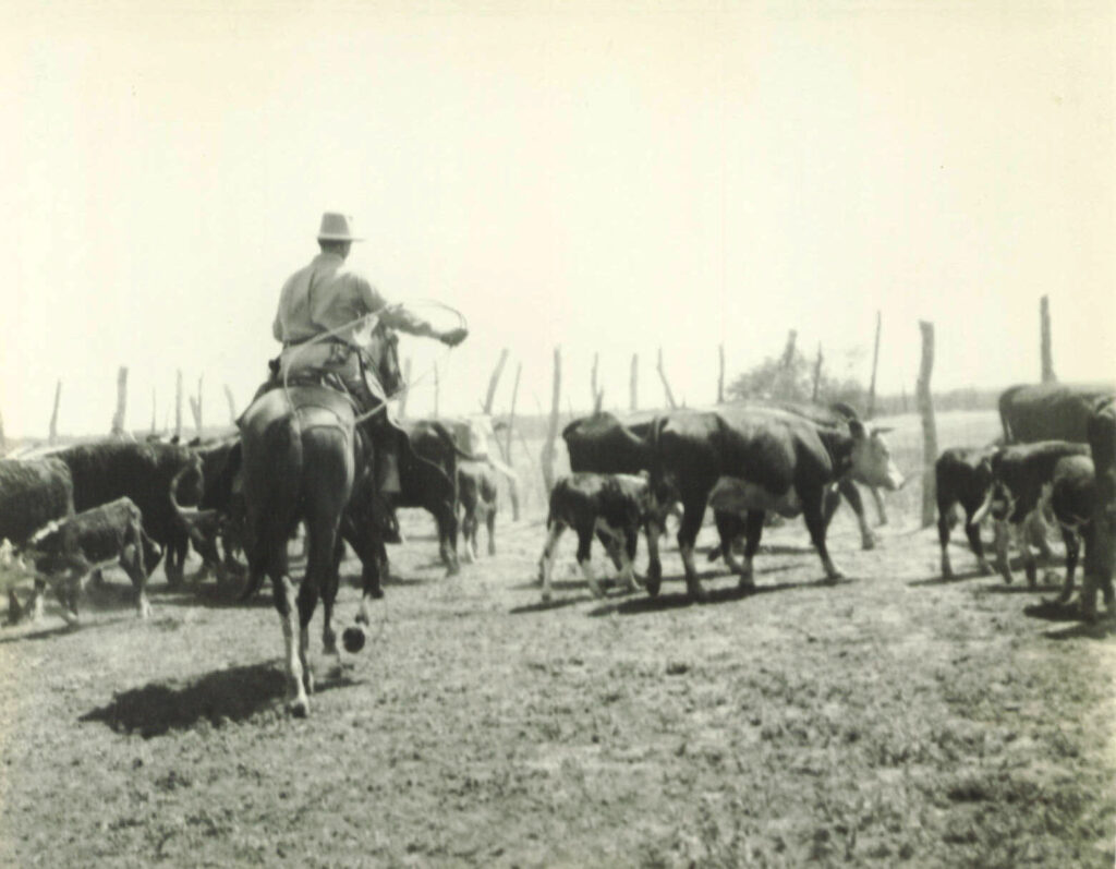 Four Sixes Cattle - 6666 Ranch