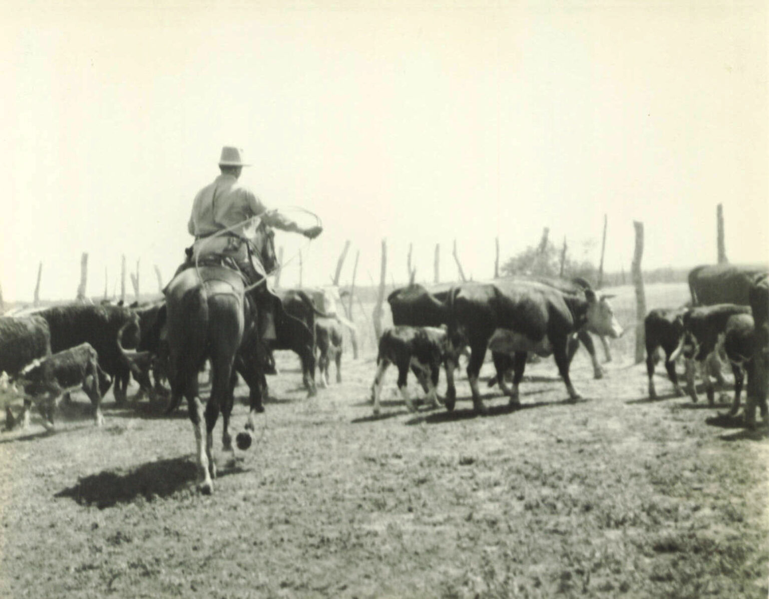 Four Sixes Cattle - 6666 Ranch