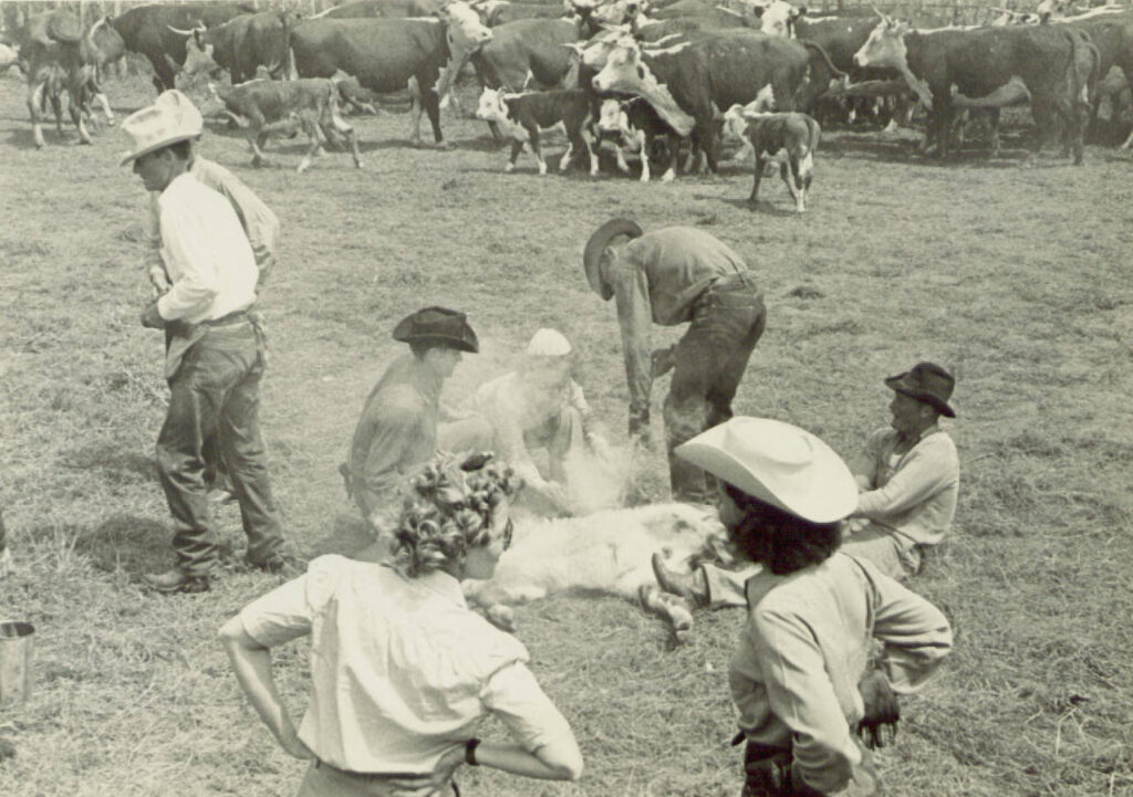 Four Sixes Cattle - 6666 Ranch