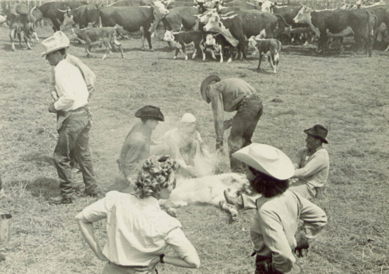 Four Sixes Cattle - 6666 Ranch