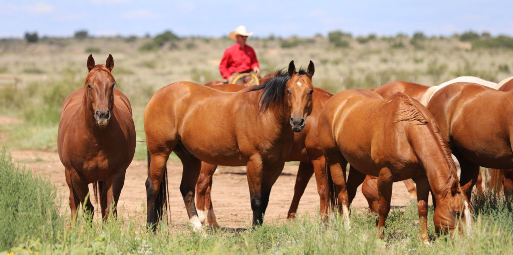 Stallions Archives - 6666 Ranch