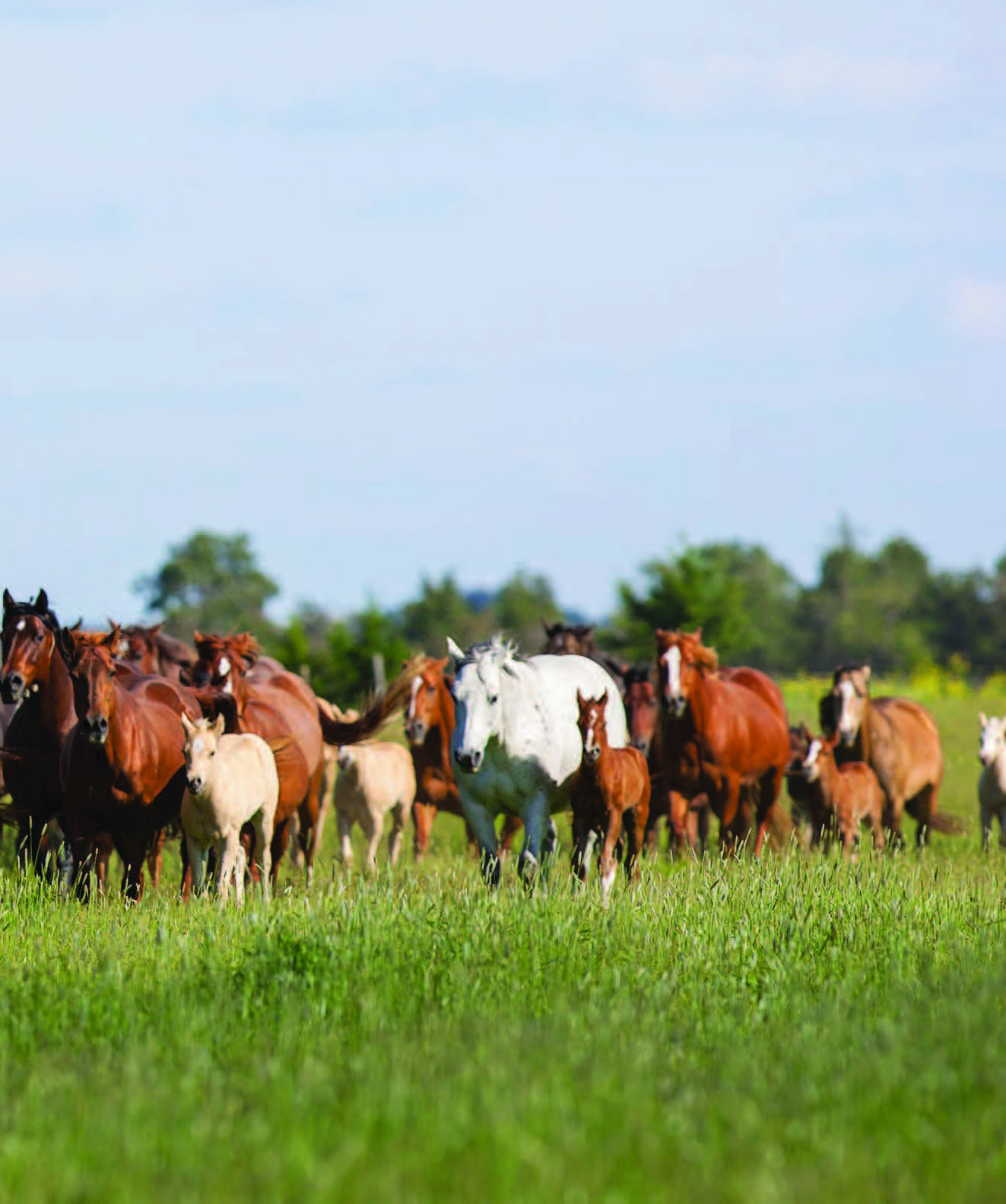 Ranch Horse Breeder: Then & Now - 6666 Ranch