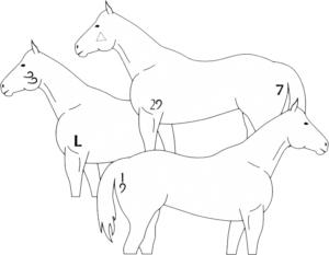 Four Sixes Brands - 6666 Ranch