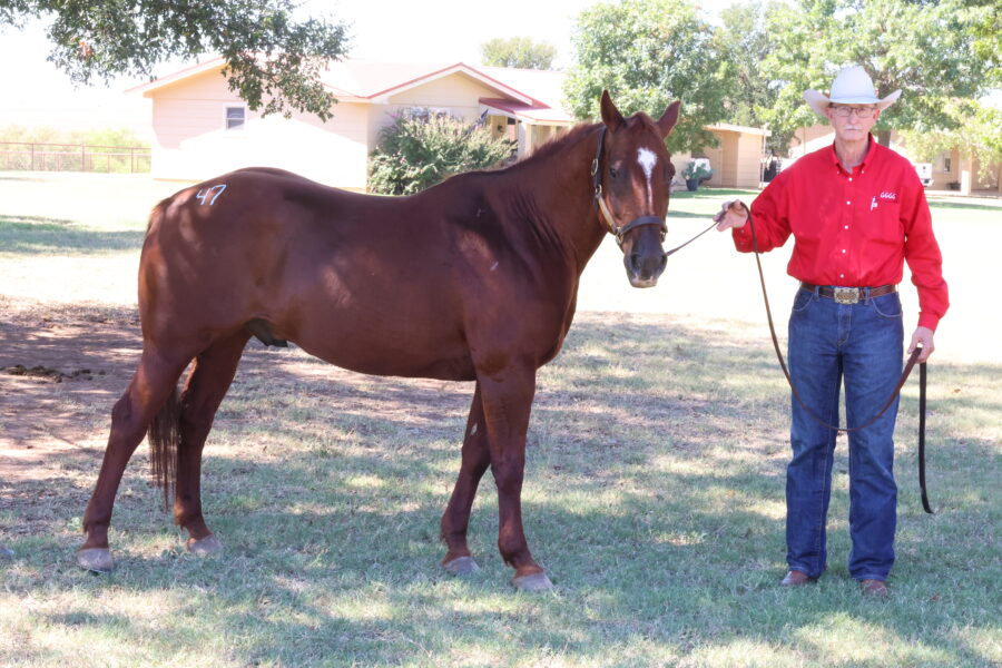 Record-Breaking Success at the 25th Return to the Remuda Sale - 6666 Ranch