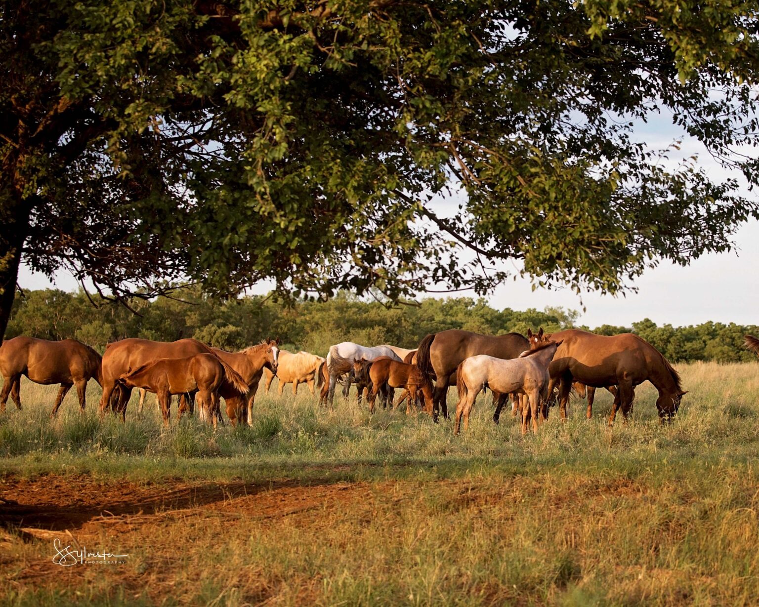 Four Sixes Tours - 6666 Ranch