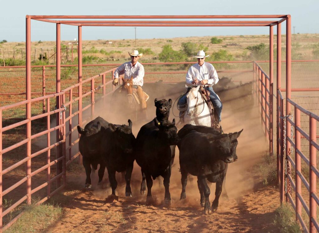 Angus Cattle - 6666 Ranch