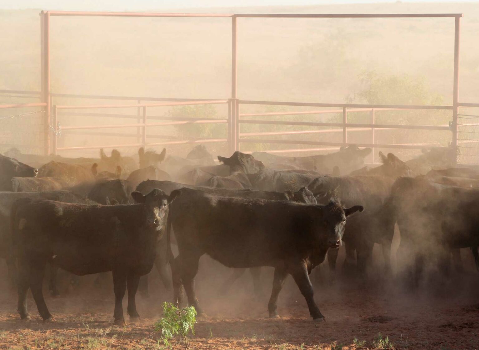 Angus Cattle - 6666 Ranch