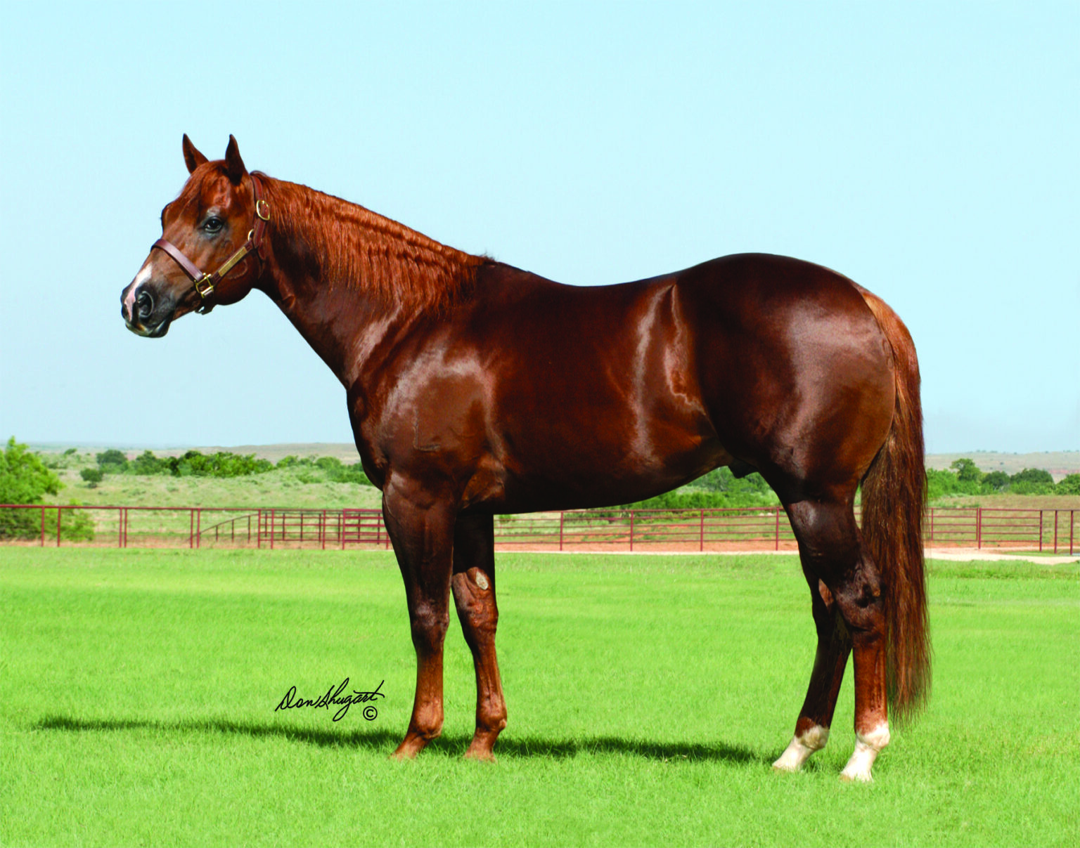 Stallions Archives - 6666 Ranch