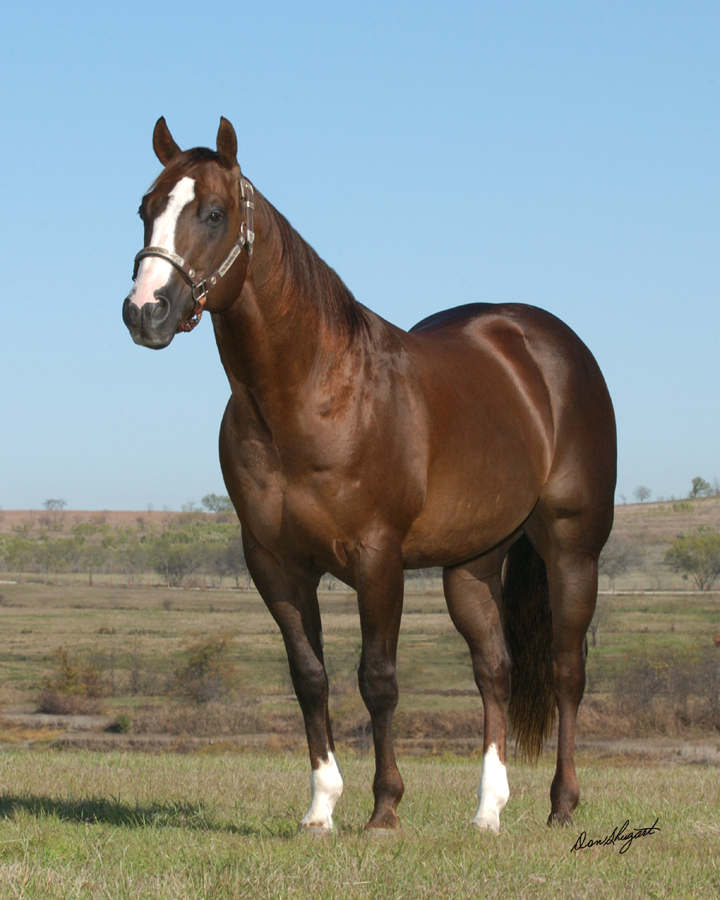 NCHA Open Futurity Champion Dies at 26 - 6666 Ranch
