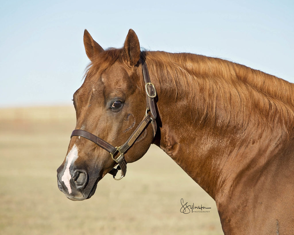 Stallion Archives - 6666 Ranch